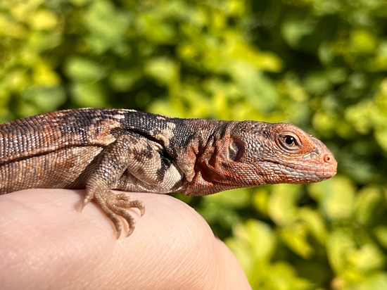 Cachryx / Ctenosaura Defensor - Yucatan Spiny Tail Iguana More Lizard ...
