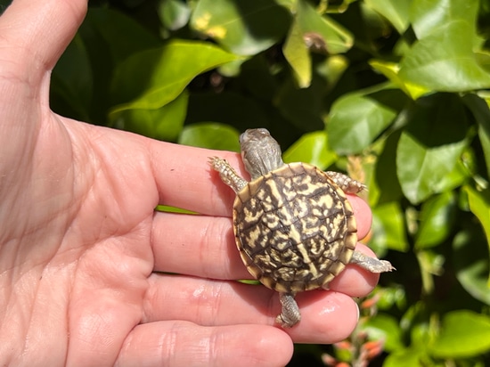 Ornate Box Turtle Hatchling by Ginger Reptiles