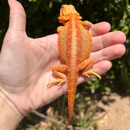 Ginger Reptiles - MorphMarket