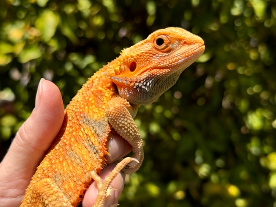 Translucent, Het Hypo Orange Blue Bar Bearded Dragon Central Bearded ...