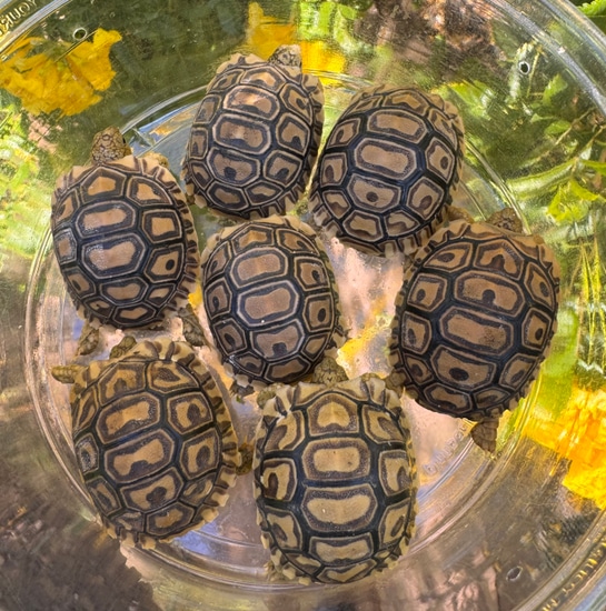 Leopard Tortoise Hatchling by Ginger Reptiles