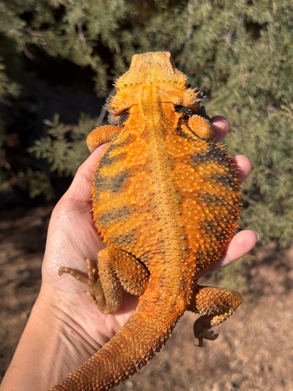 Translucent, Het Hypo Orange Blue Bar Bearded Dragon Male Central ...