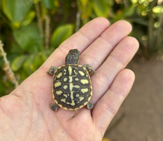 Ornate Box Turtle Hatchling by Ginger Reptiles