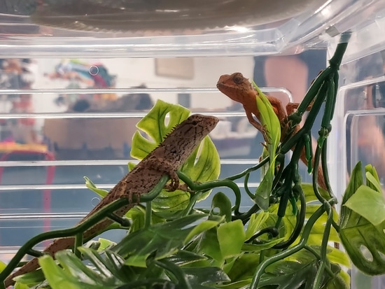 Calotes Versicolor Tree Dragon More Lizard by Ginkgo's Exotics