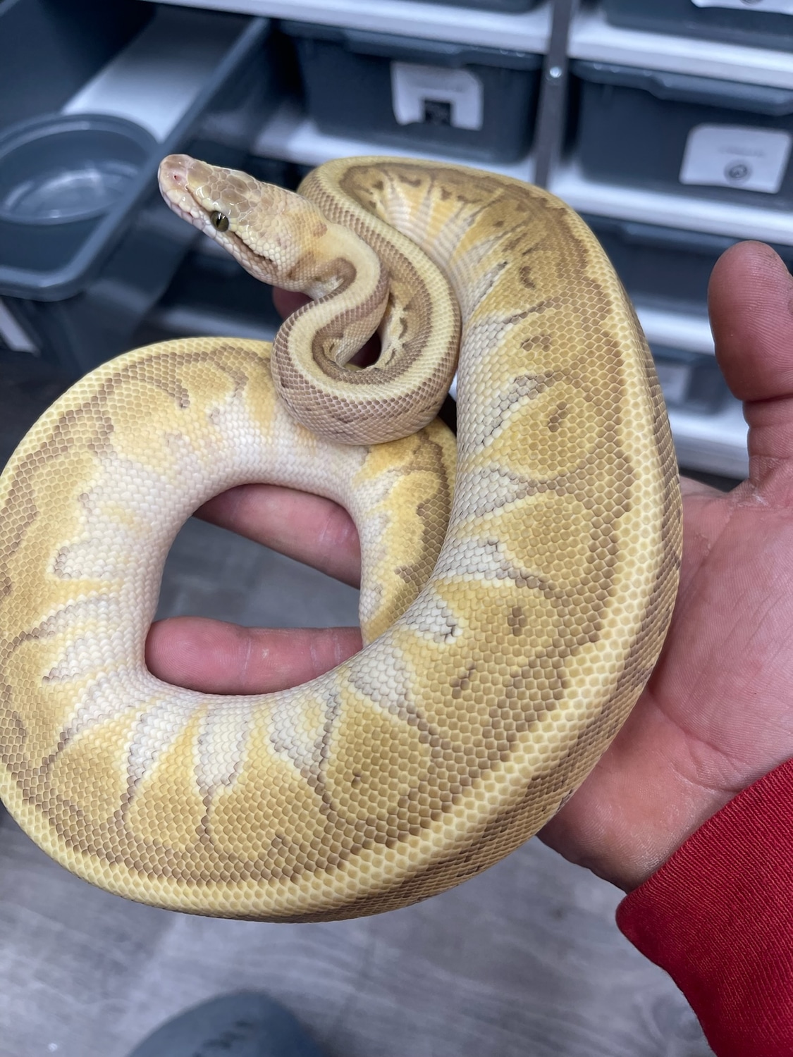 Pastel Kingpin 100% Het Clown Ball Python by 217 Pythons - MorphMarket