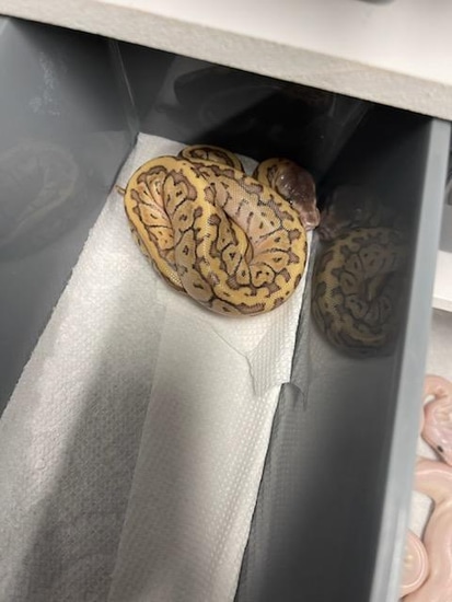 Pastel Jigsaw Ball Python by 217 Pythons