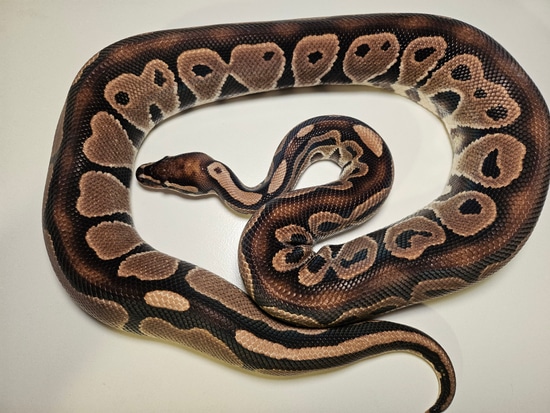 Lori Ball Python by 217 Pythons