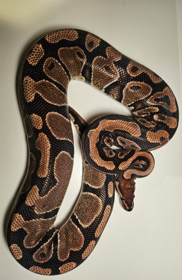 Normal Ball Python by 217 Pythons