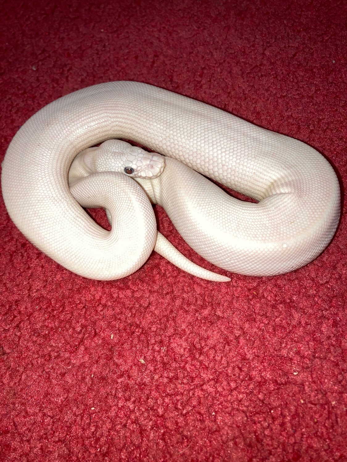 Blue Eyed Lucy Ball Python by DeLucas pythons - MorphMarket