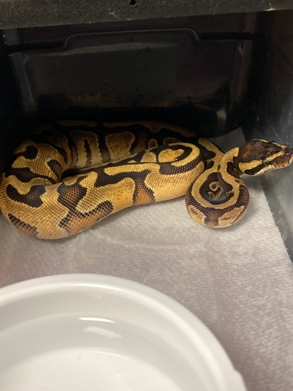 Harley Quin Pastel Ball Python by DeLucas pythons
