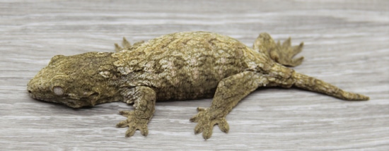 Pure Bayonnaise Well Started Leachie Baby! Leachianus Gecko by ...