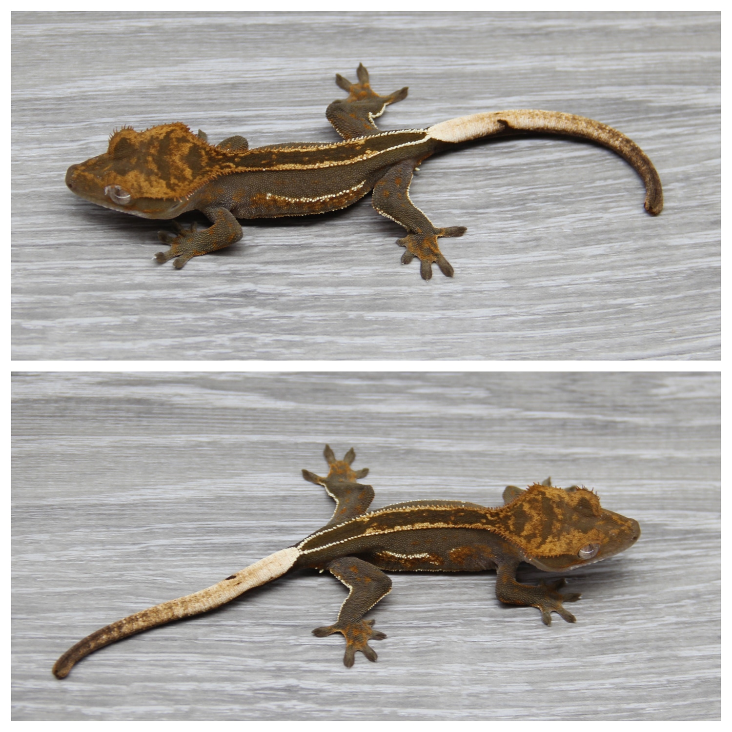 Empty Back/Phantom Crested Gecko by GirlZilla Geckos LLC - MorphMarket