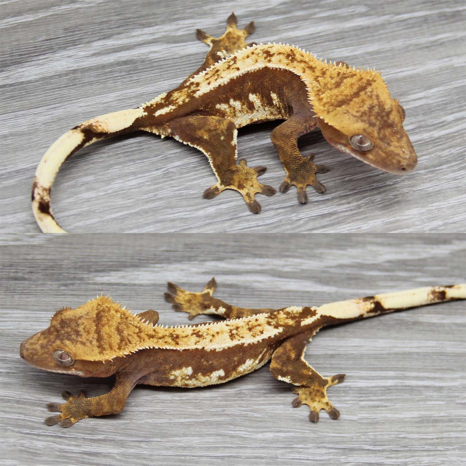 Unique Base Color Reddish Orange Probable FEMALE Crested Gecko by ...