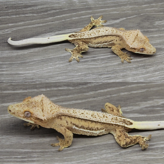 Pale Yellow Quadstripe FEMALE Crested Gecko by GirlZilla Geckos LLC