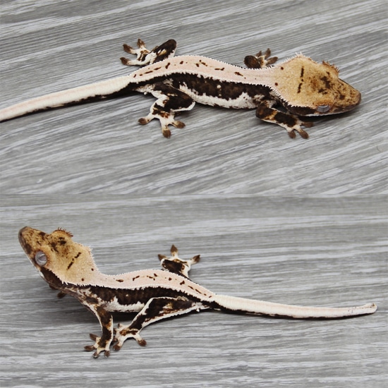 High Contrast Lilly White Black Base! Crested Gecko by GirlZilla Geckos LLC