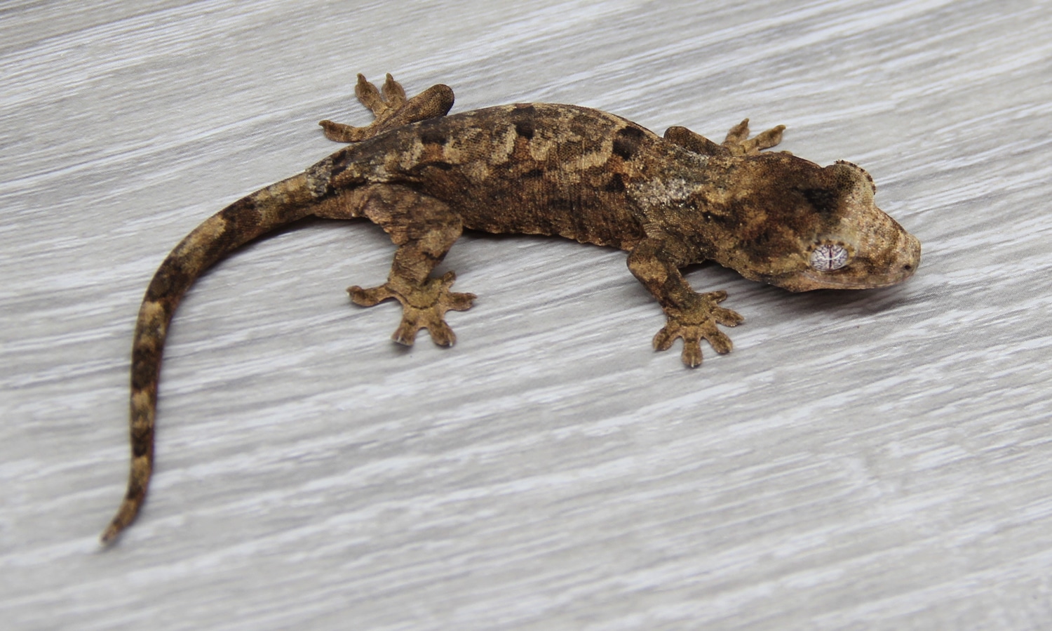 White Wing PI Unsexed Chahoua Gecko by GirlZilla Geckos - MorphMarket