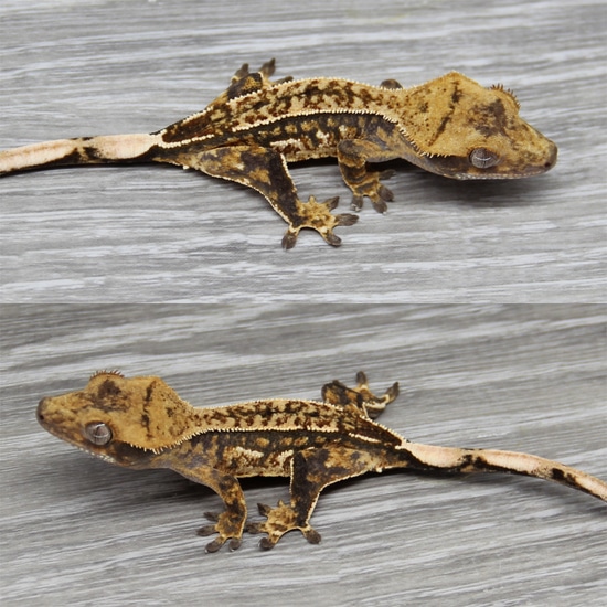 Unique Lavender Male, Canada Import Crested Gecko by GirlZilla Geckos LLC