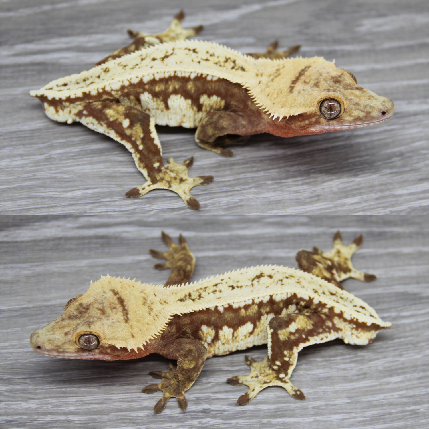 Red And Cream Drippy Male ***FREE SHIPPING*** Crested Gecko by ...