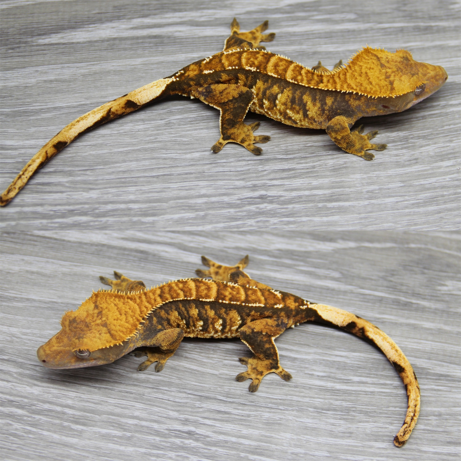 Lavender And Orange Tiger Crested Gecko by GirlZilla Geckos LLC ...