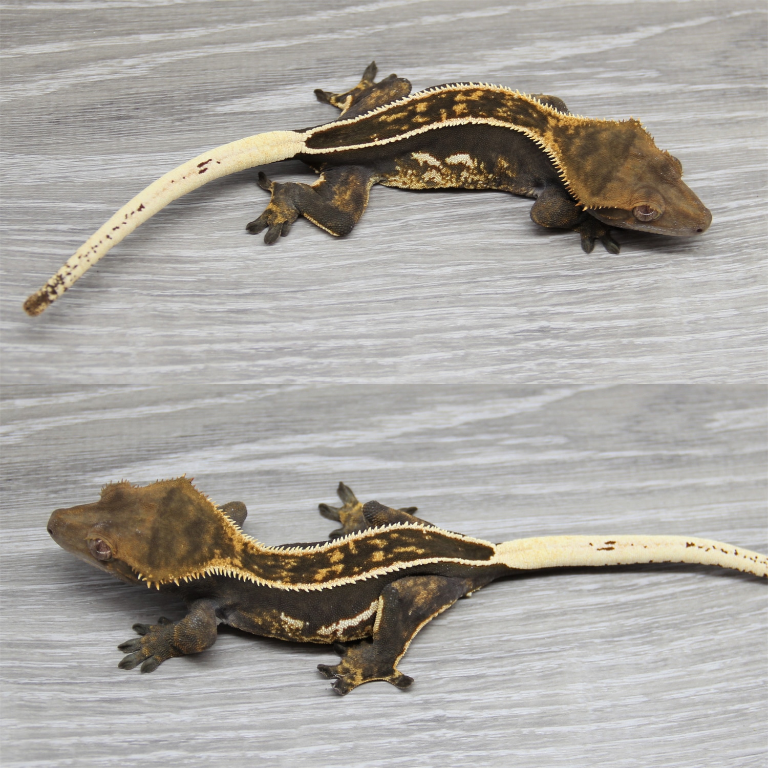 FEMALE Empty Back Dark Base Crested Gecko by GirlZilla Geckos LLC ...