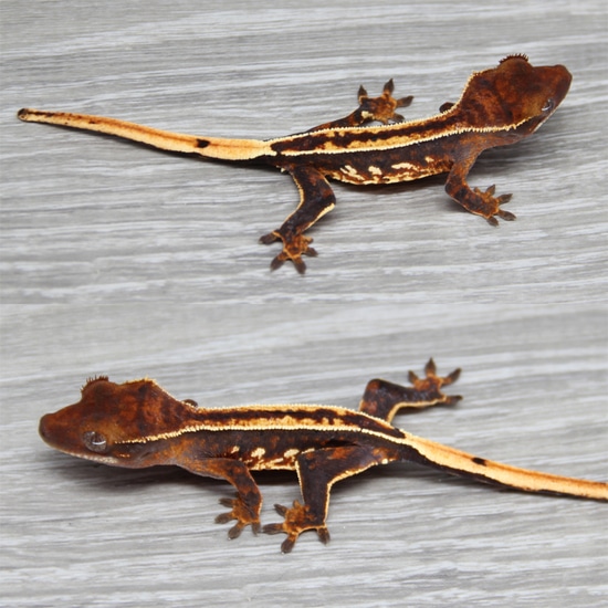 **FREE SHIPPING** Nice Dark Base Superstripe With Crest Fringe Crested ...