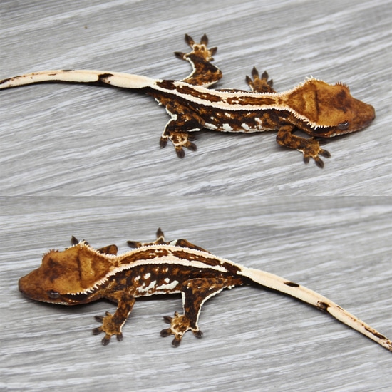 **FREE SHIPPING** Incredible Tricolor With Tons Of Potential Crested ...