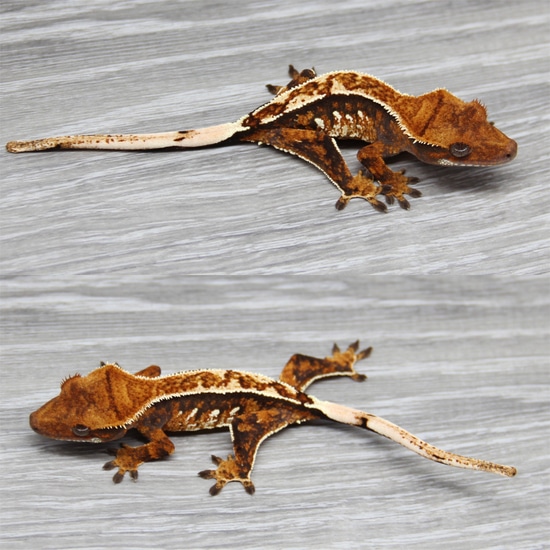 FREE SHIPPING** Nice Dark Base High Orange With Crest Fringe Crested ...