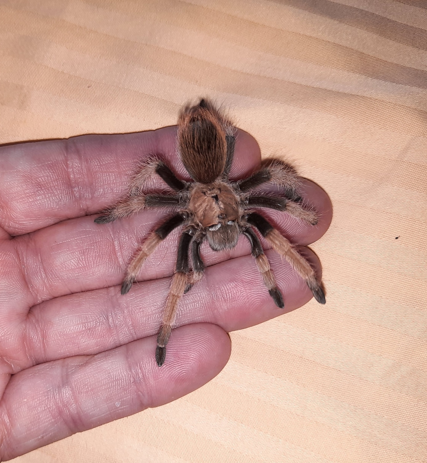 Genuine Locality "New River Rust Rump" Aphonopelma Chalcodes Tarantula ...