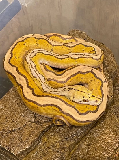 Orange Glow Motley Reticulated Python by Serpents of Distinction