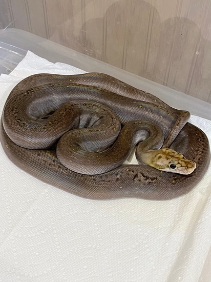 Super Motley Reticulated Python by Serpents of Distinction