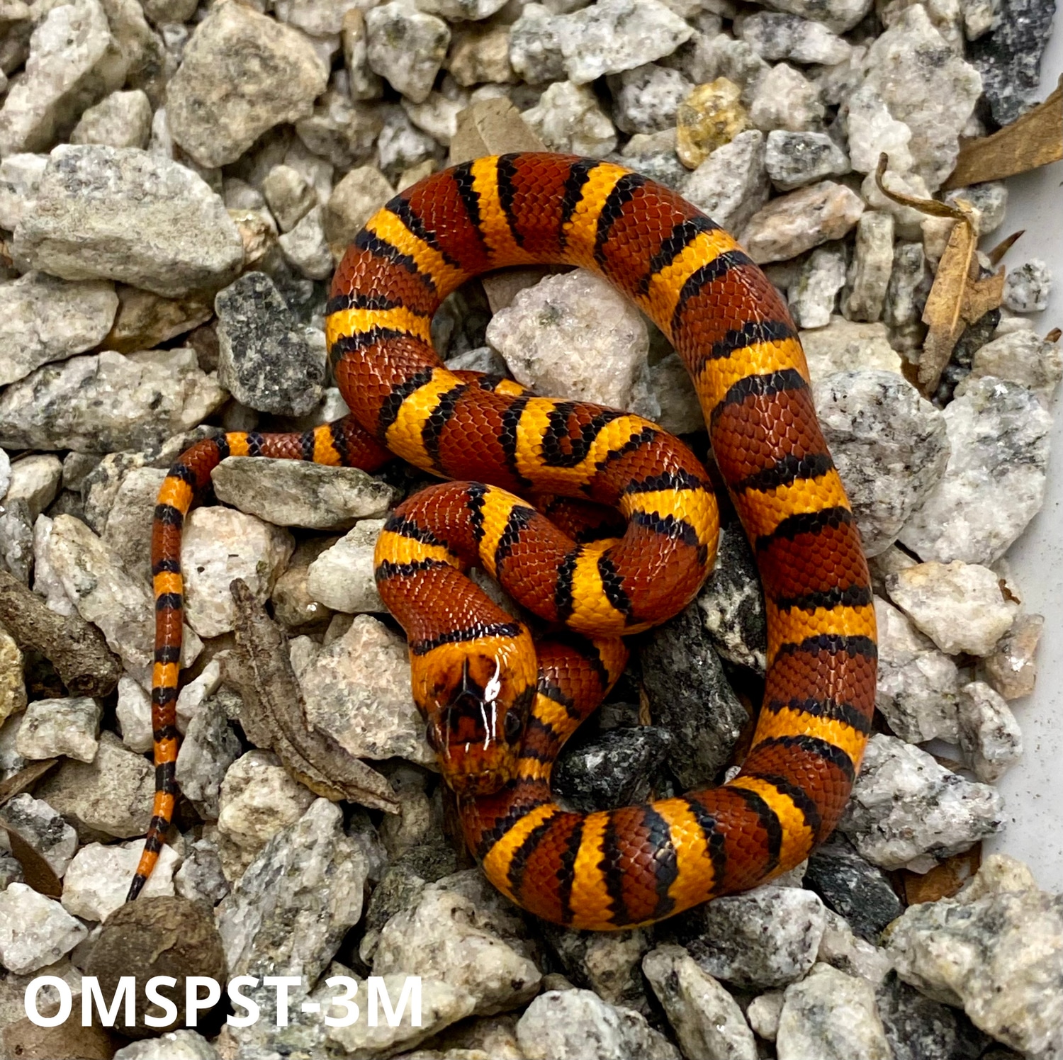 Milksnake Phase Leonis Nuevo Leon Kingsnake by Carolina Colubrids ...