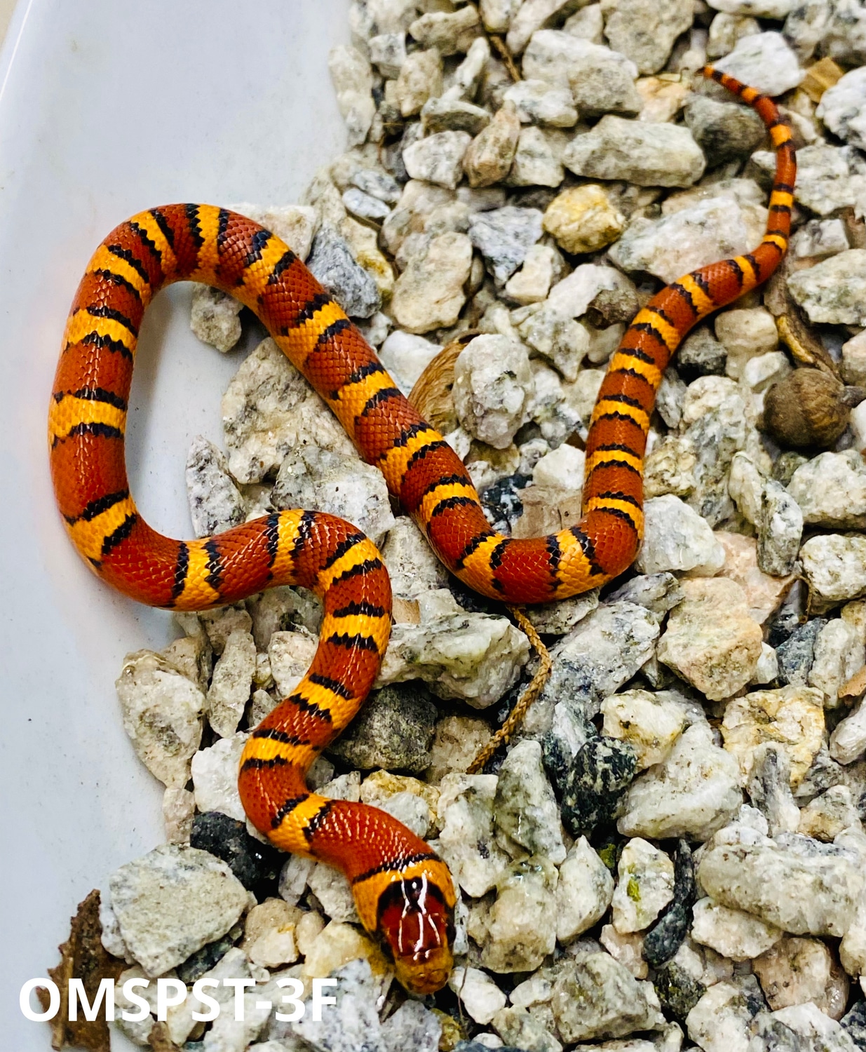 Milksnake Phase Leonis Nuevo Leon Kingsnake by Carolina Colubrids ...