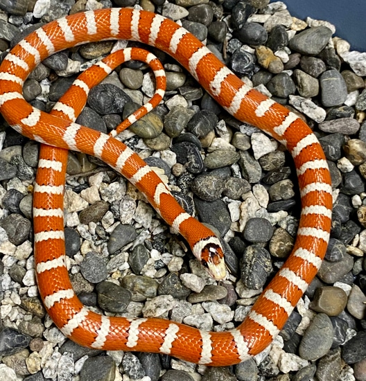 2021 Applegate Special Arizona Mountain Kingsnake by Carolina Colubrids