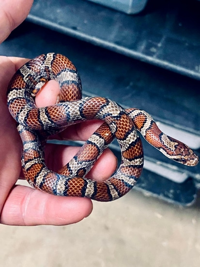 2021 Locale Specific Eastern Milksnake Pair Eastern Milk Snake by ...