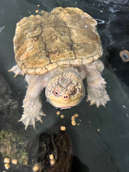 2014 Leucistic Common Snapping Turtle by Carolina Colubrids