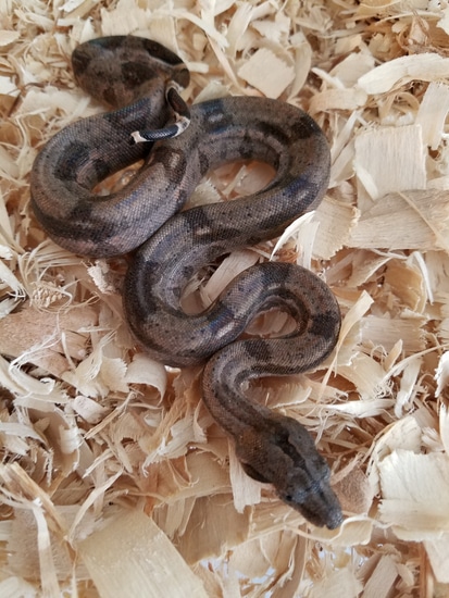 Crawl Cay Dwarf Boas. Feeding On Hopper Boa Constrictor by Gary Kettring