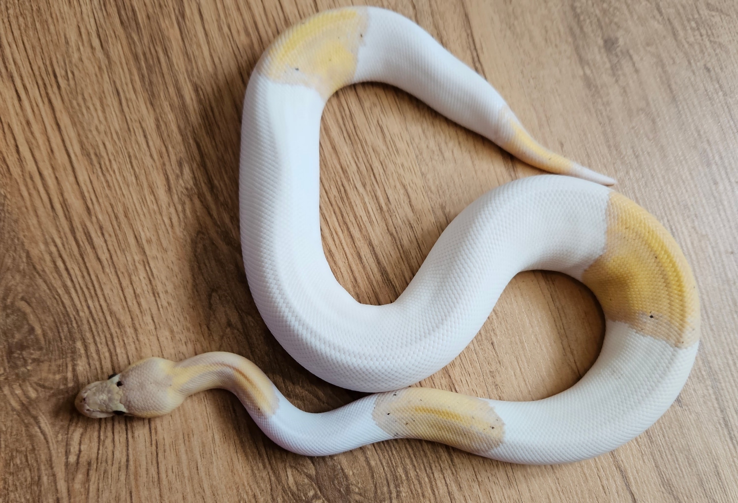 Banana Pied Ball Python by Balls2That - MorphMarket