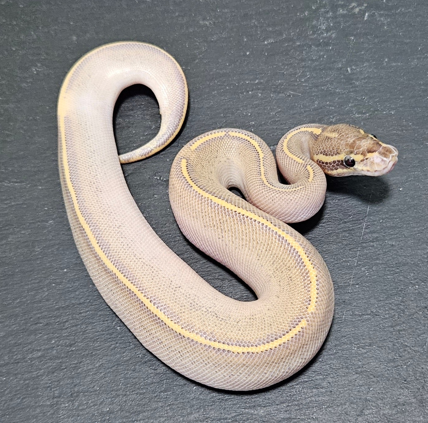 Mojave Highway Ball Python by Balls2That - MorphMarket