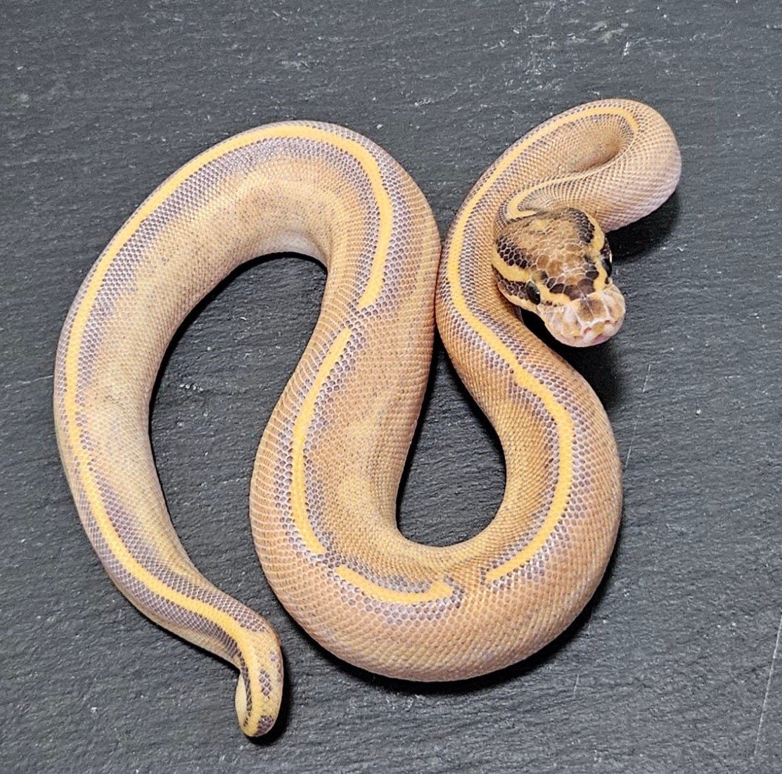 Highway Ball Python by Balls2That - MorphMarket