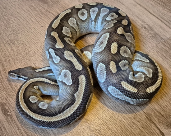 Mojave Gravel Ball Python by CG Morphs