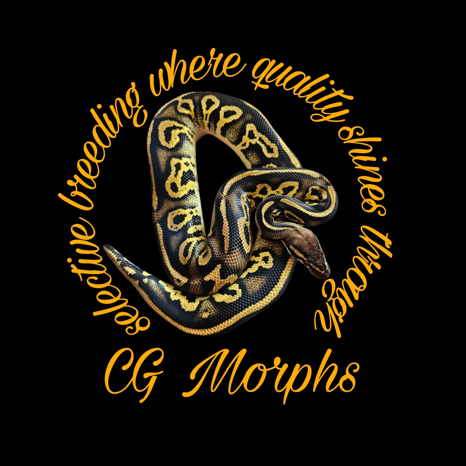 Ball Python Clutch: 1 by CG Morphs - MorphMarket