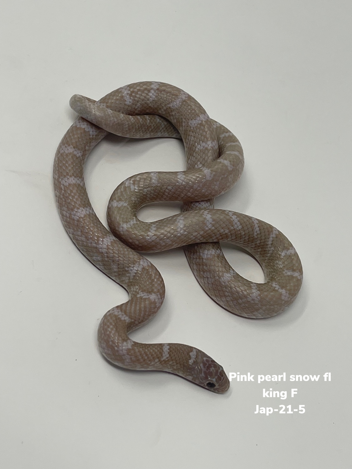 Pink Pearl Snow Florida Kingsnake by Glades Reptiles - MorphMarket