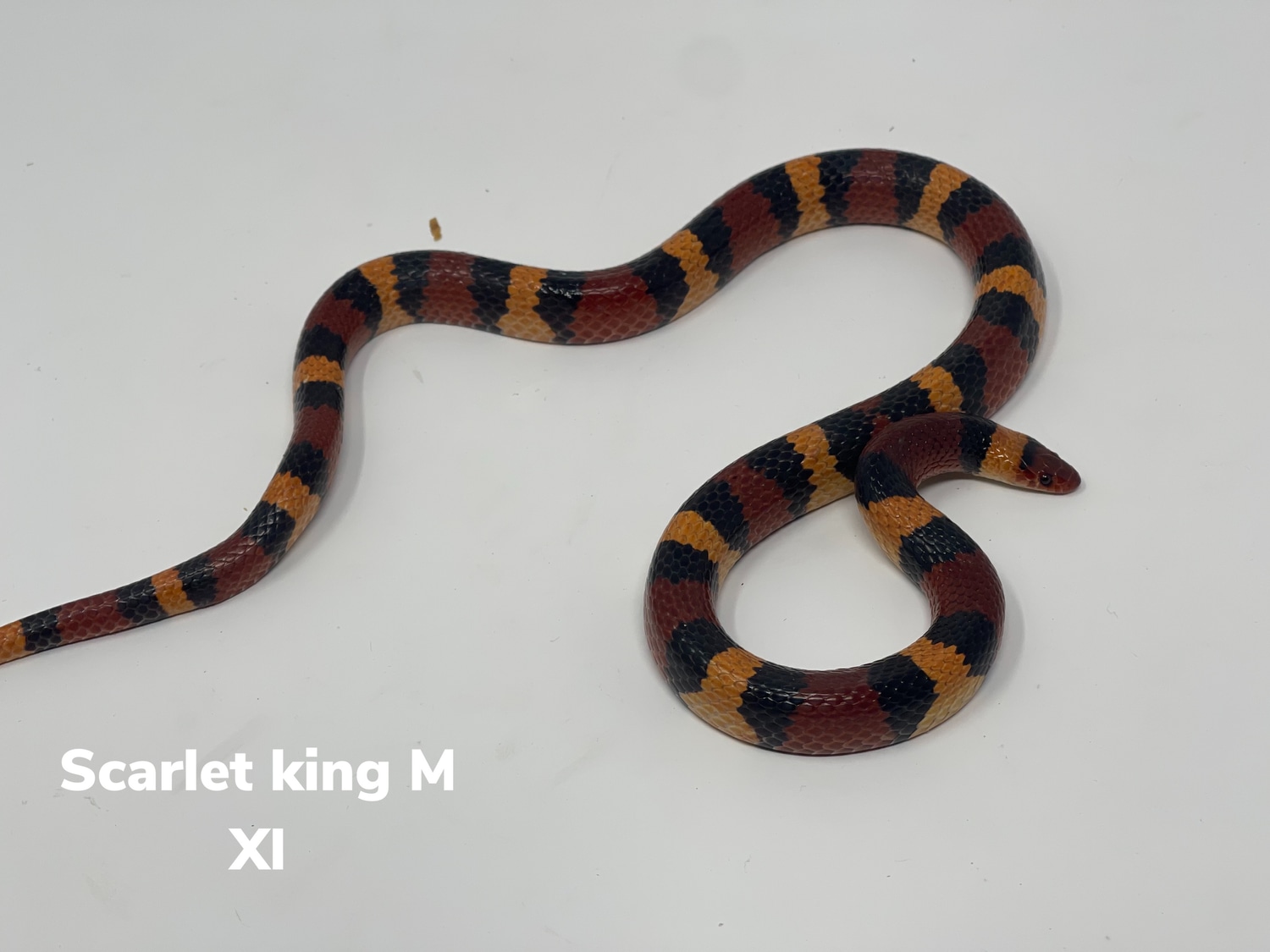 XXL King Snake Scarlet Kingsnake by Glades Reptiles - MorphMarket