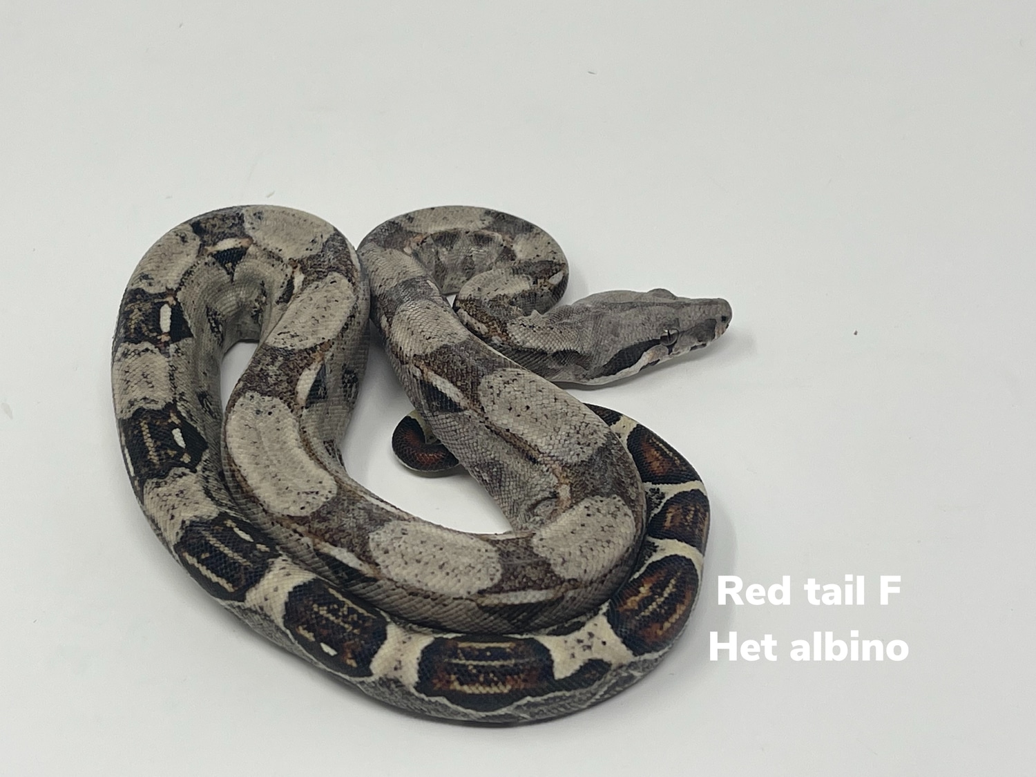 Columbian Het Albino Boa Constrictor by Glades Reptiles - MorphMarket