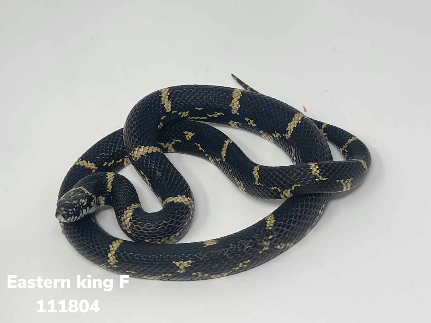 LTC Eastern King Eastern Kingsnake by Glades Reptiles - MorphMarket