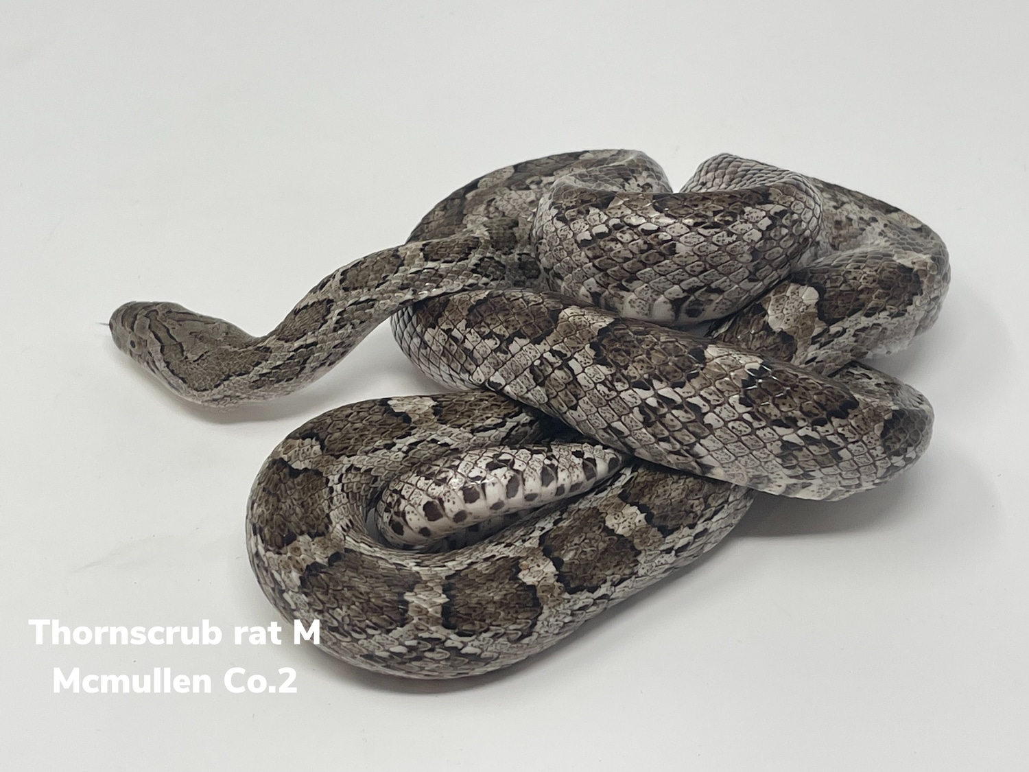 Mcmullen Co. Thornscrub Rat Other Rat Snake by Glades Reptiles ...