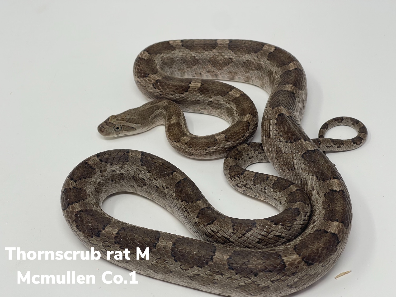 Mcmullen Co. Thornscrub Other Rat Snake by Glades Reptiles - MorphMarket