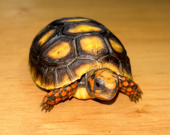 Redfoot Tortoise Red-Footed Tortoise by Glades Reptiles