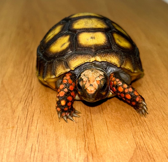 Bolivian Giant Redfoot Tortoise Red-Footed Tortoise by Glades Reptiles