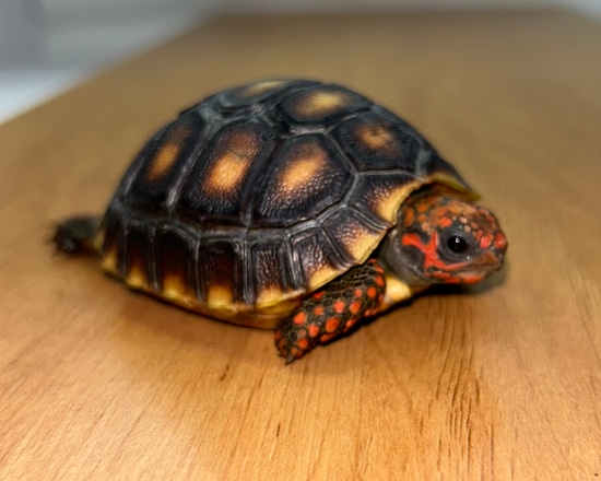 Brazilian Cherryhead Redfoot Tortoise Red-Footed Tortoise by Glades ...